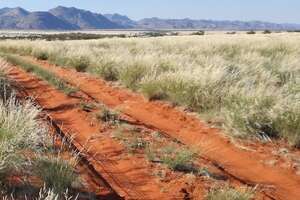 Uniquely Namibian: Namibia's Endemic and Near-Endemic Plants