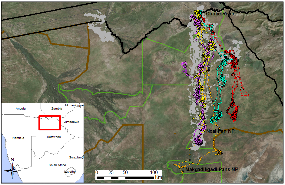Understanding And Conserving The Namibia Botswana Zebra Migration Understanding And Conserving The Namibia Botswana Zebra Migration