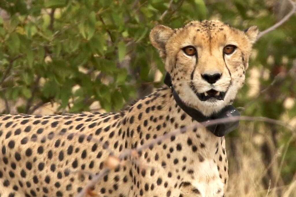 Giving plastic pollution a cute face: Ocean Conservation Namibia