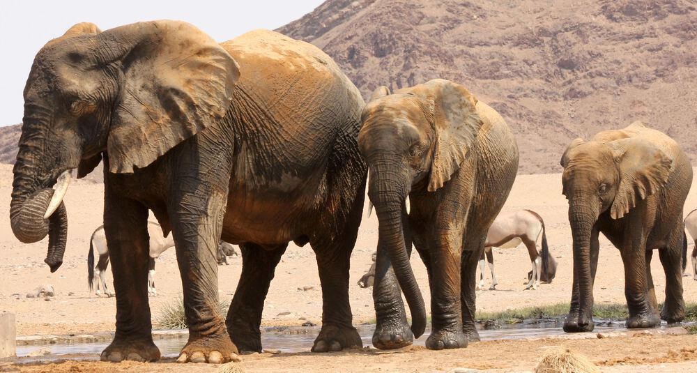 It's not too good to be true – Elephants are thriving in Namibia