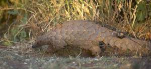 Namibian Pangolin Working Group: collaboration for conservation success