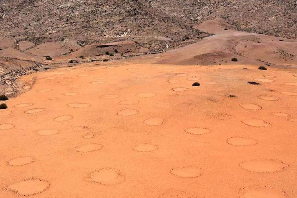 Uniquely Namibian: Namibia's Endemic and Near-Endemic Plants