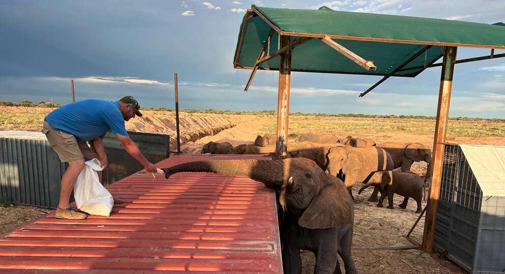 Evaluating the Results of Namibia's Elephant Auction