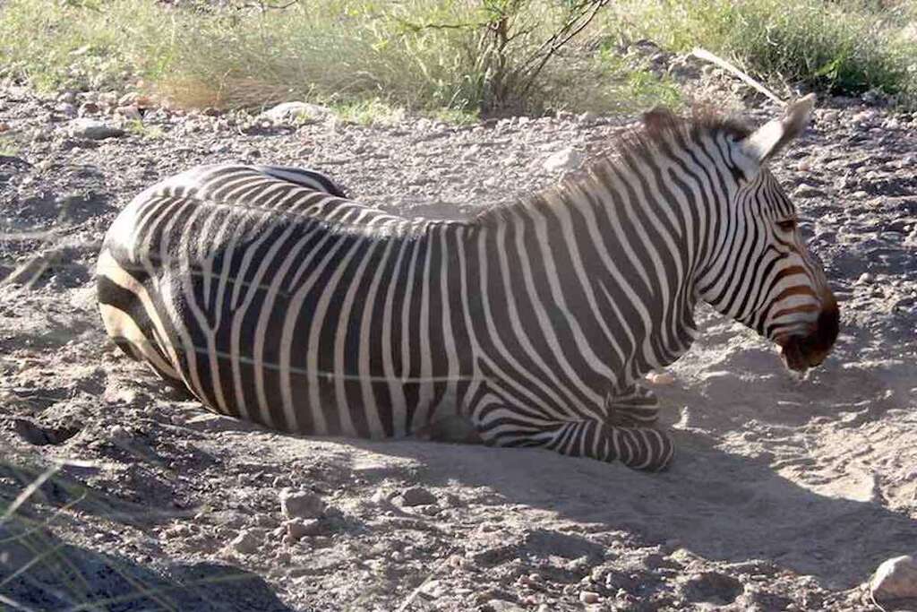 Using Applied Research to Support Conservation Decision-making