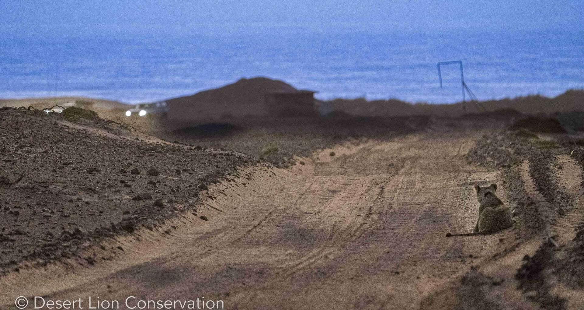Fishing with lions: How Namibian anglers and desert-adapted lions share ...