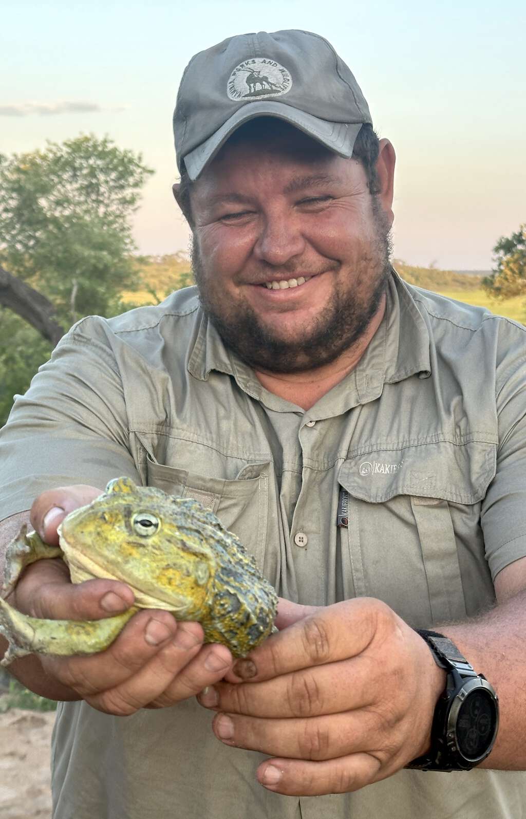 Hopping into the limelight: Newly described Beytell's bullfrog ...