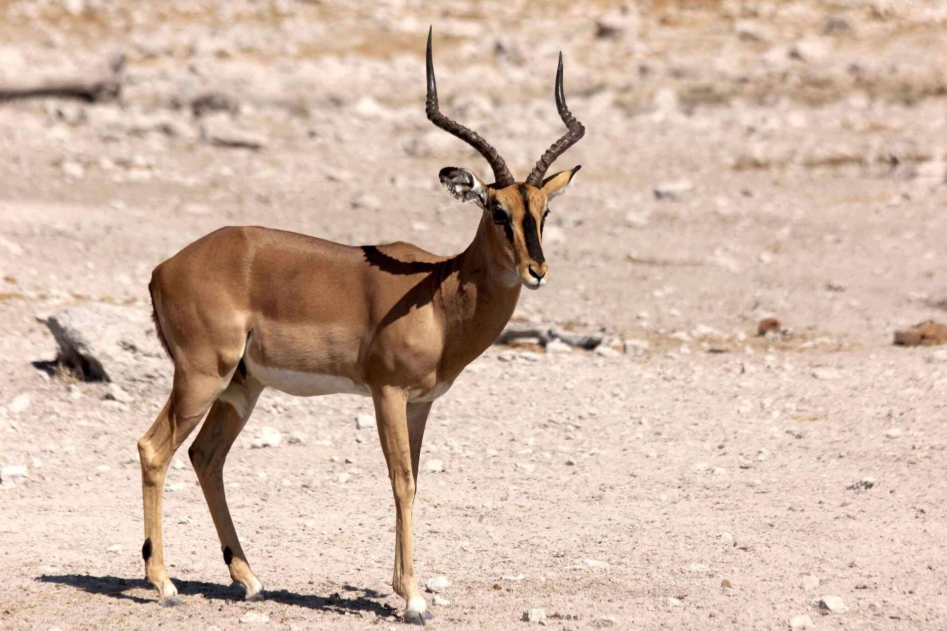 Namibia's decision to cull 723 wild animals to feed its people strikes ...