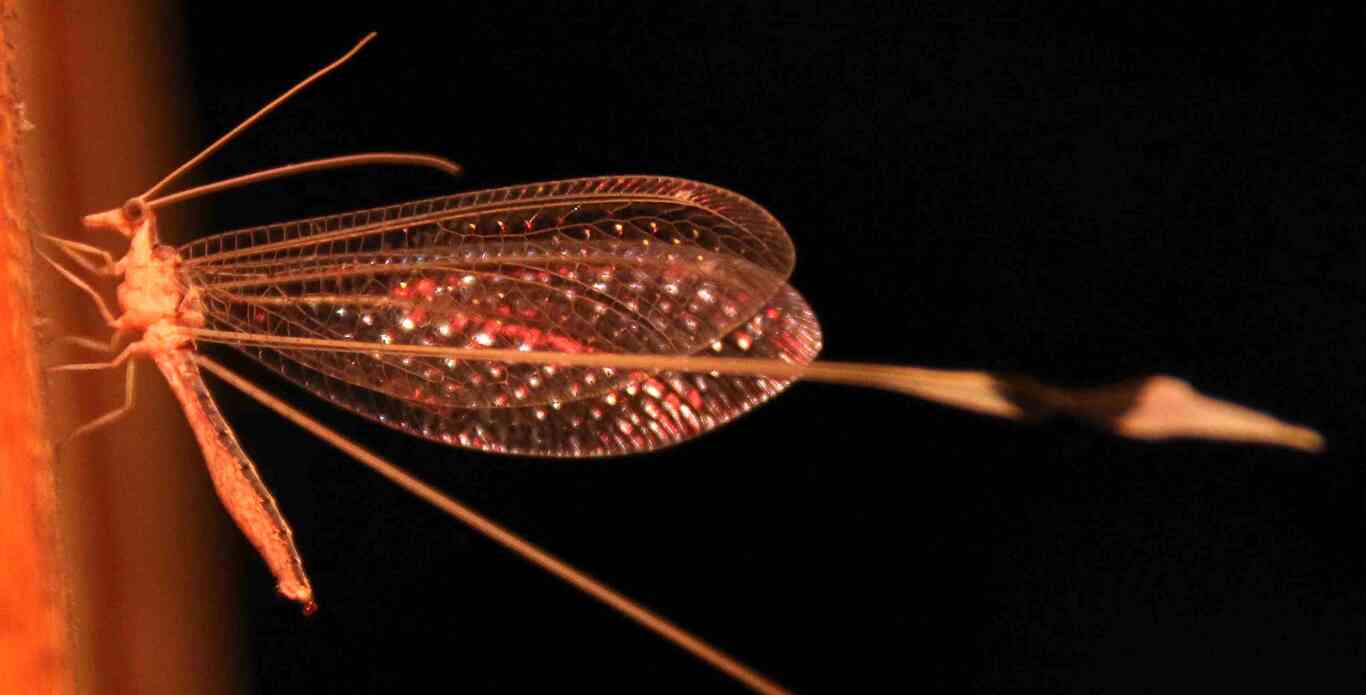 What is happening to Namibia’s insects?