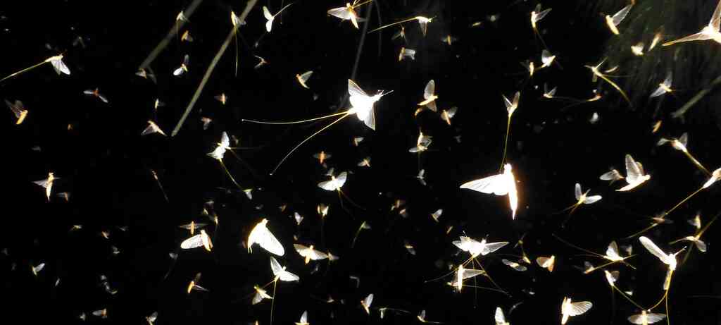 What is happening to Namibia’s insects?