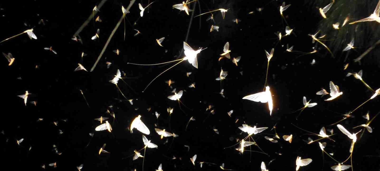 What is happening to Namibia’s insects?