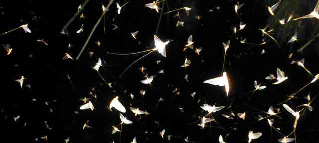 What is happening to Namibia’s insects?
