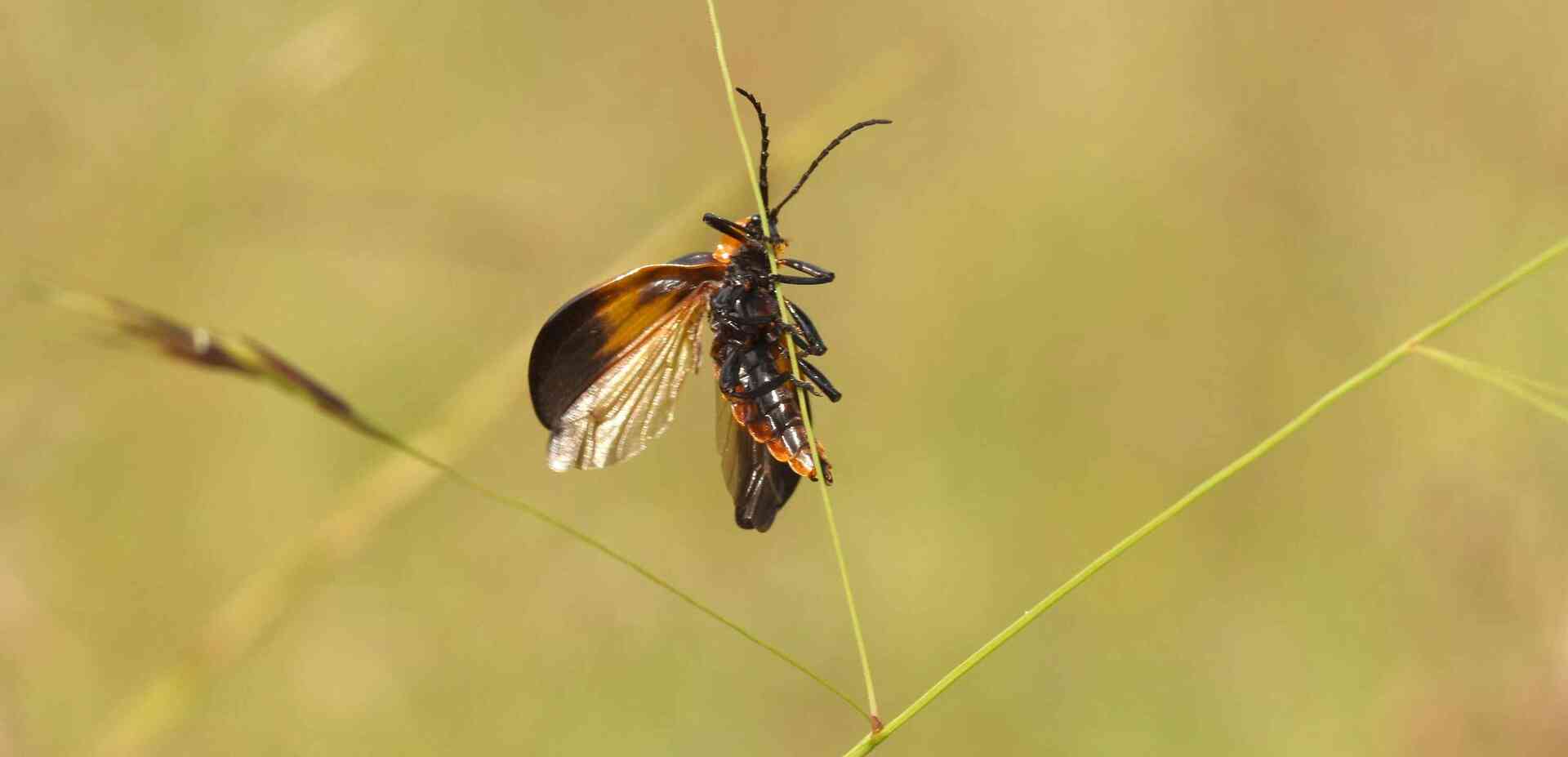 What is happening to Namibia’s insects?