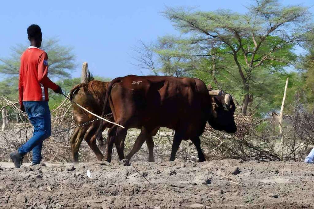 The story of Namibian bush: Turning problems into opportunities