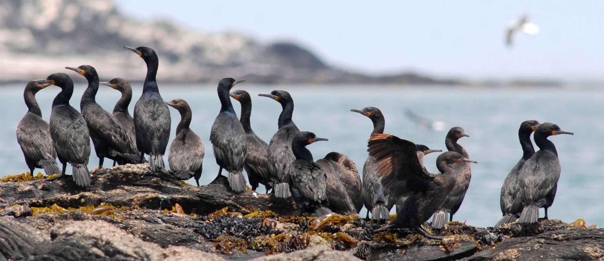 Navigating Hunger: How seabirds have adapted to Namibia's depleted fish ...