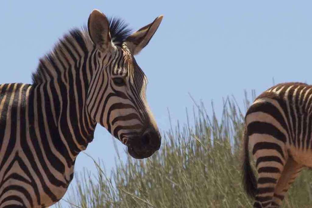 Factsheet: Conservation Hunting in Namibia - Socio-economic benefits