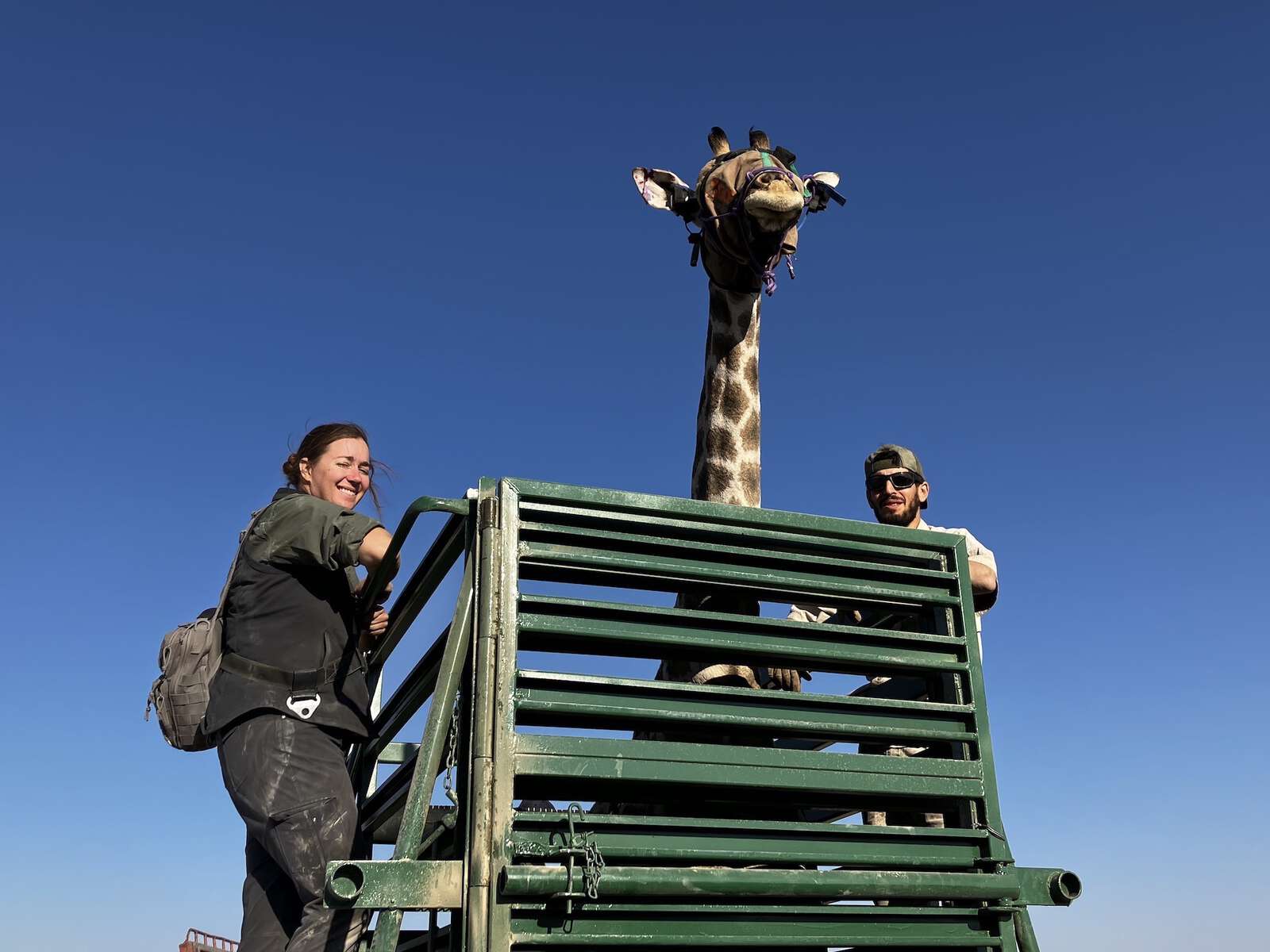 Reintroducing Angolan giraffe into communal conservancies in the remote ...