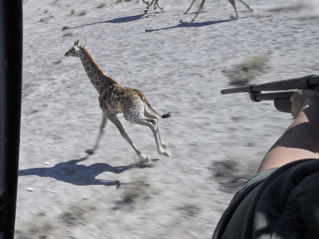 Reintroducing Angolan giraffe into communal conservancies in the remote ...