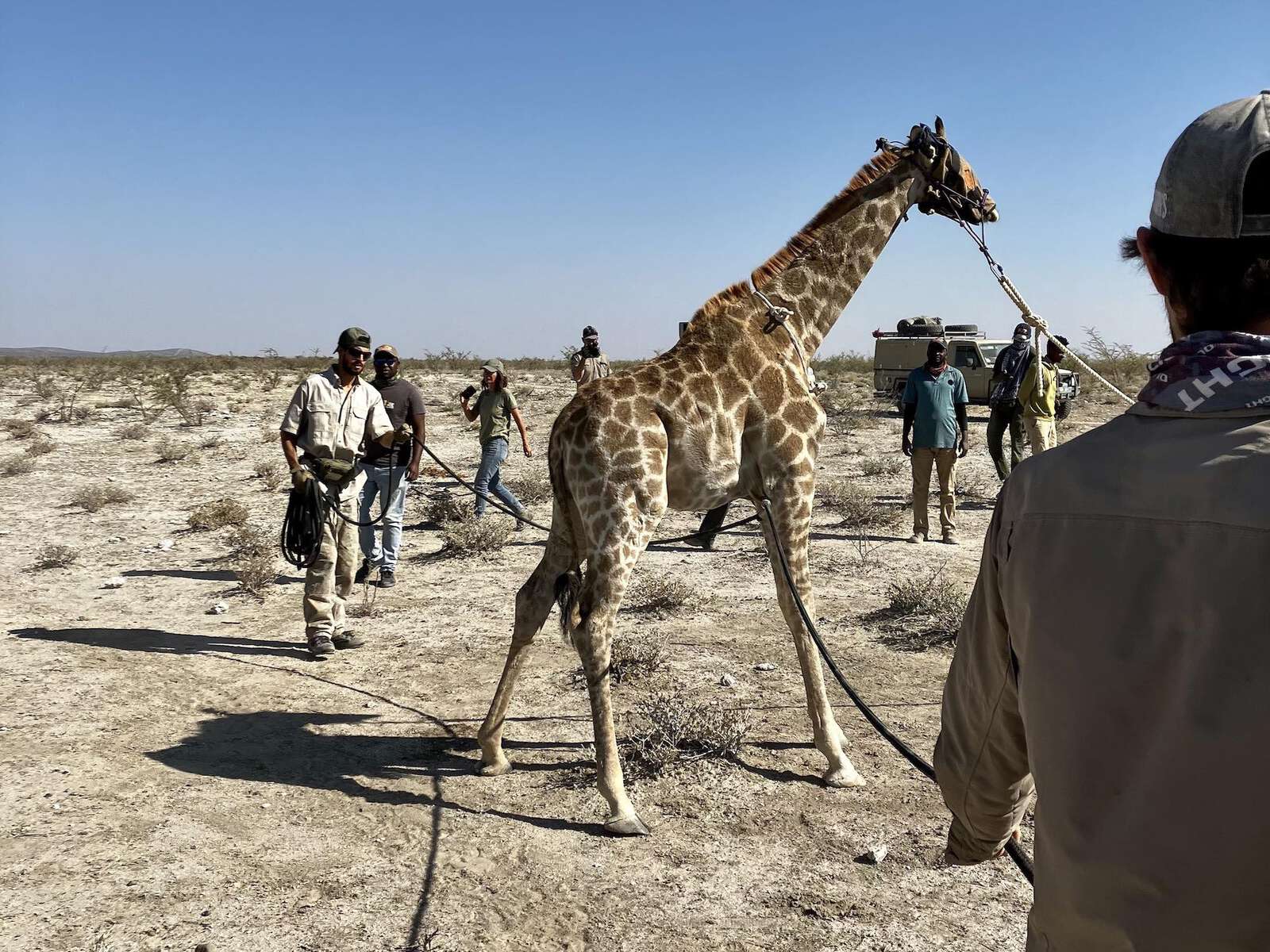 Reintroducing Angolan giraffe into communal conservancies in the remote ...