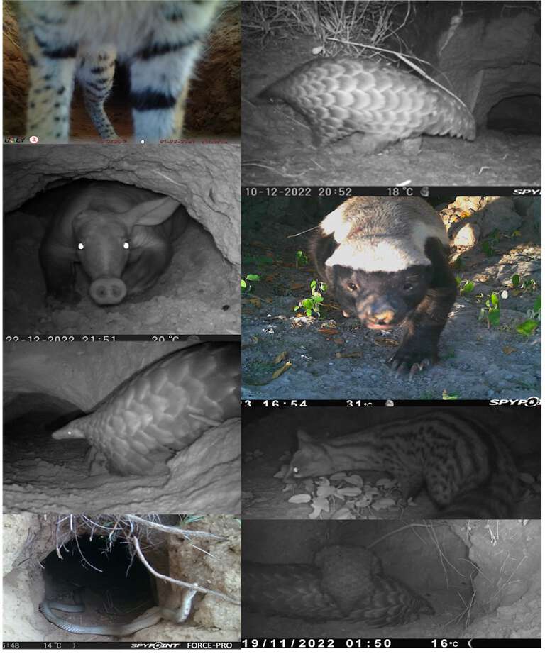 The Nyae Nyae Pangolin Project: benefitting people and pangolins