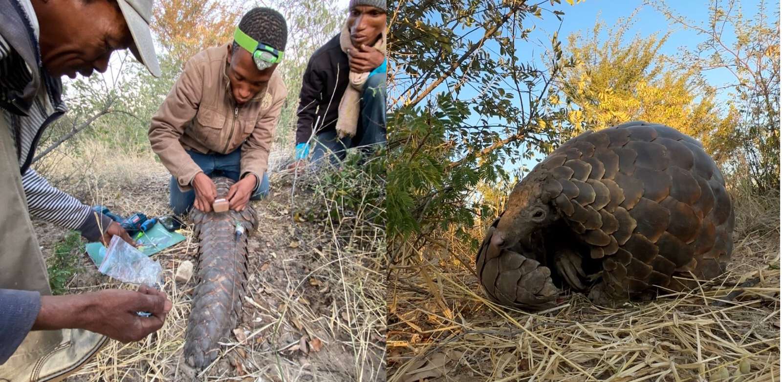 The Nyae Nyae Pangolin Project: benefitting people and pangolins