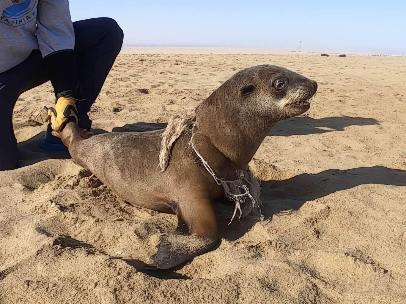 Giving plastic pollution a cute face: Ocean Conservation Namibia