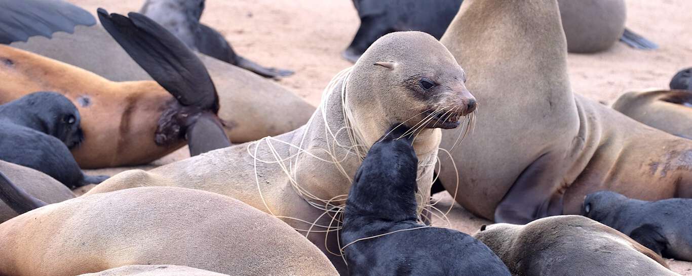 Giving plastic pollution a cute face: Ocean Conservation Namibia