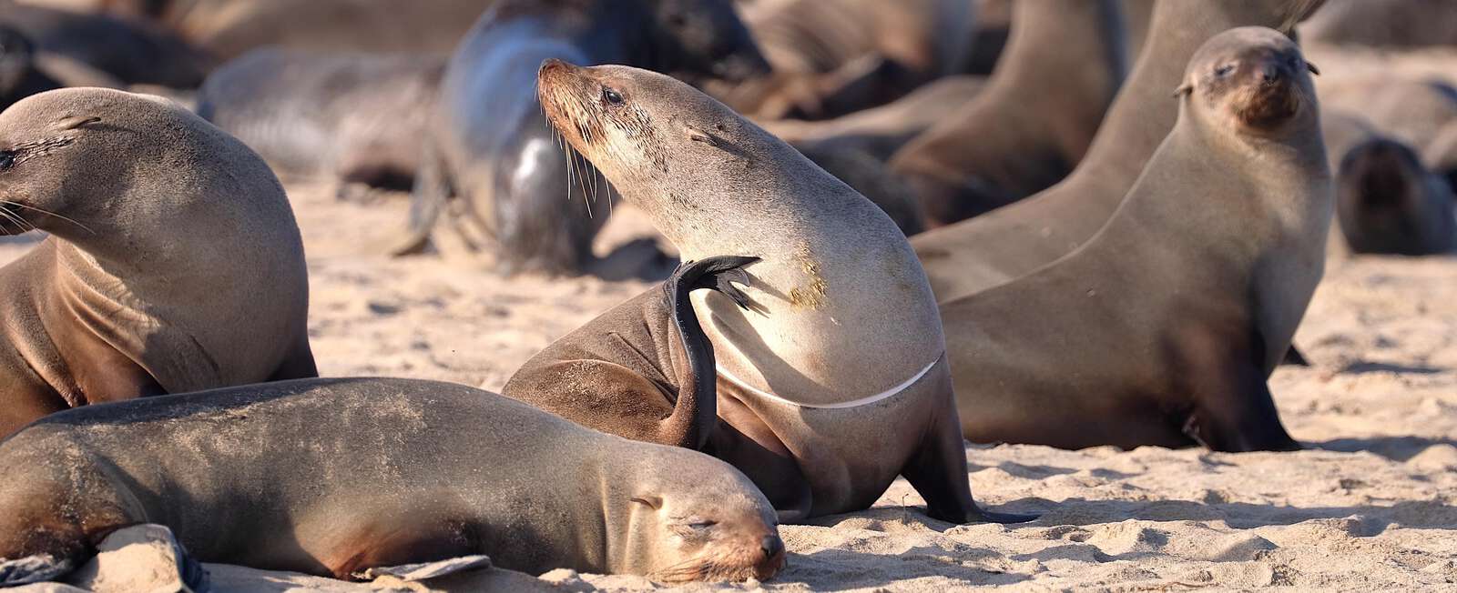 Giving plastic pollution a cute face: Ocean Conservation Namibia