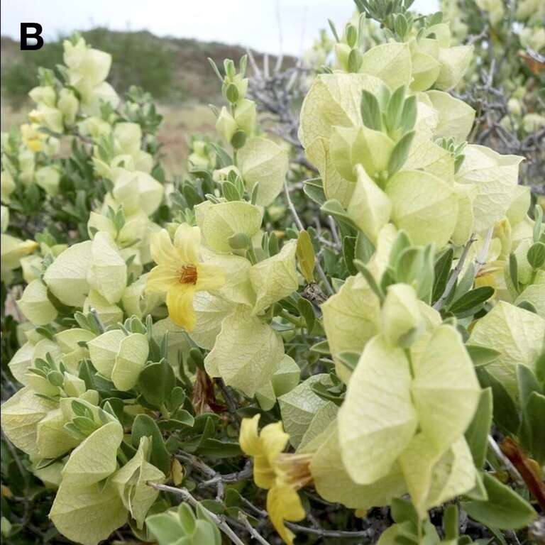 Endemic plants and animals on the highlands of Namibia and Angola
