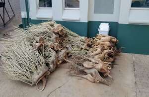 Plant poaching gets more attention in the fight against wildlife crime