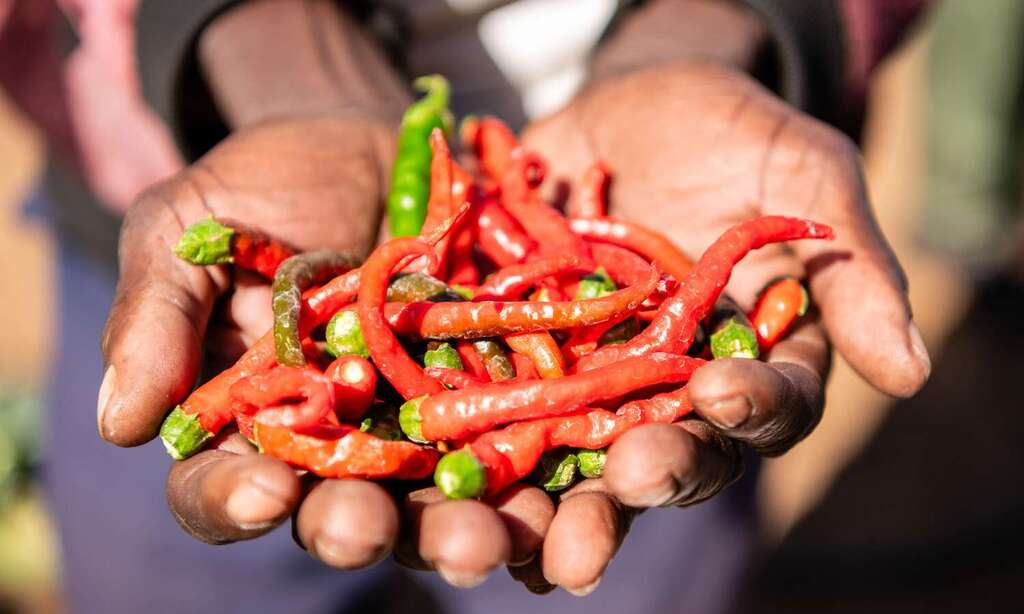 Sustainable Wildlife Management: Global Needs in a Local Context