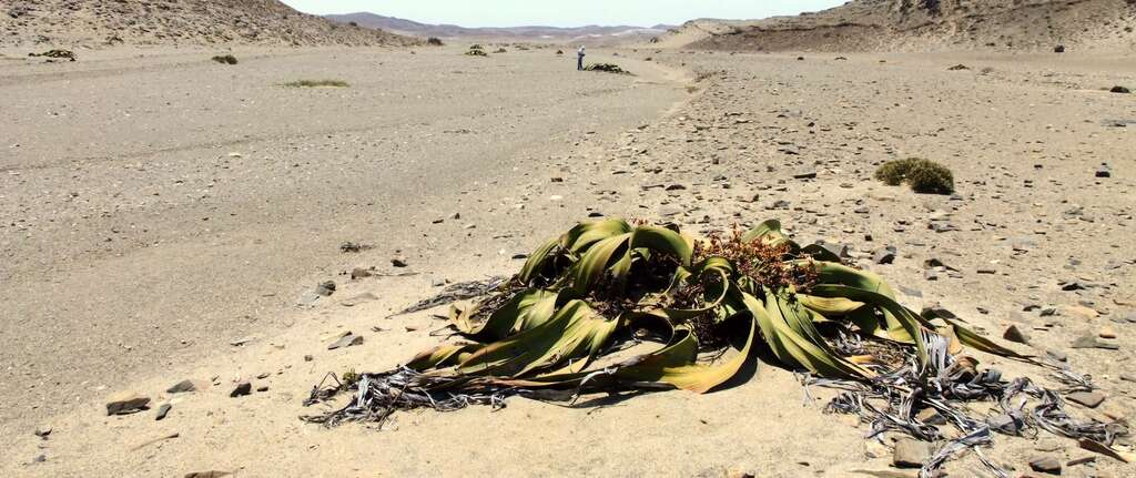 Uniquely Namibian: Namibia's Endemic and Near-Endemic Plants