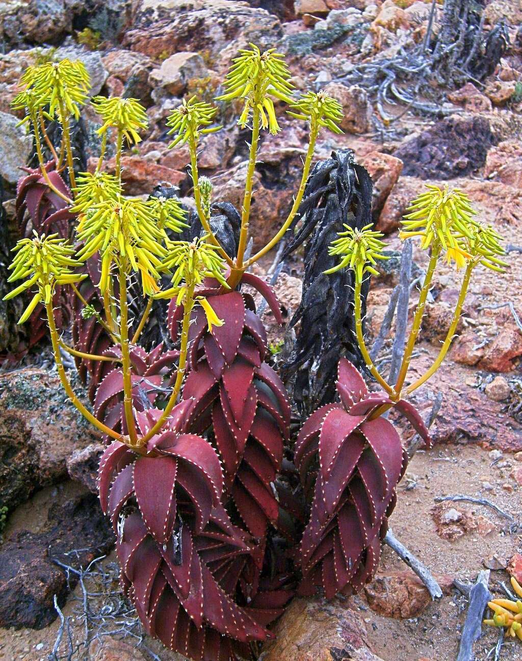 Uniquely Namibian: Namibia's Endemic and Near-Endemic Plants