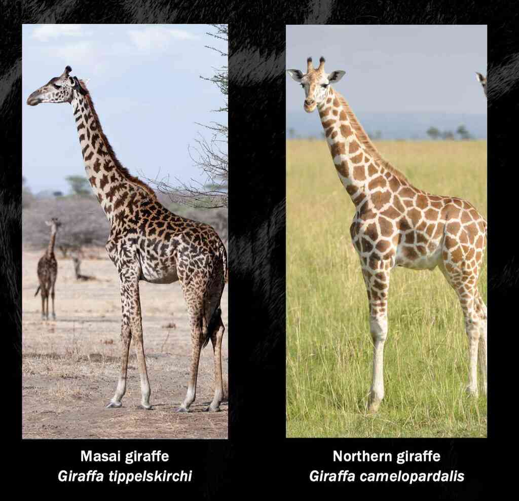 The State of Giraffe in 2025: A Turning Point for Africa's Tallest Mammals