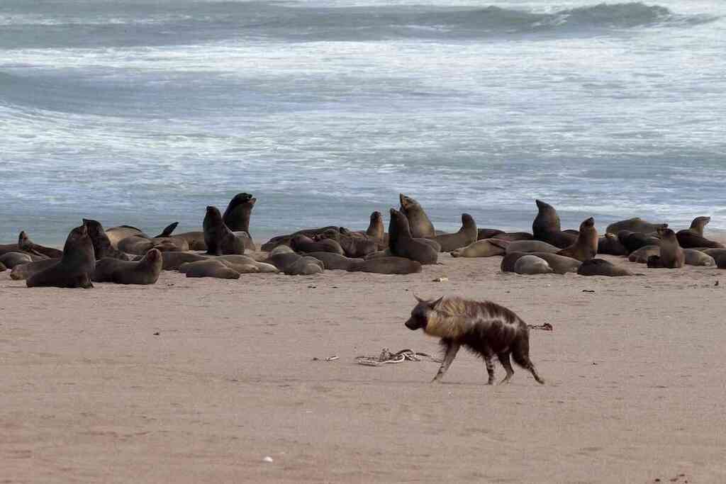 Giving plastic pollution a cute face: Ocean Conservation Namibia
