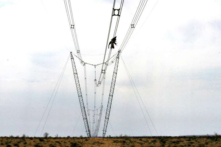 Big birds, big power lines, big problems