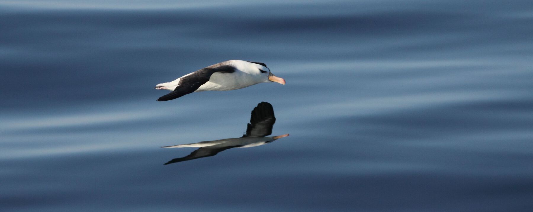 Gliding into a Brighter Future - Albatrosses and Namibian Fisheries