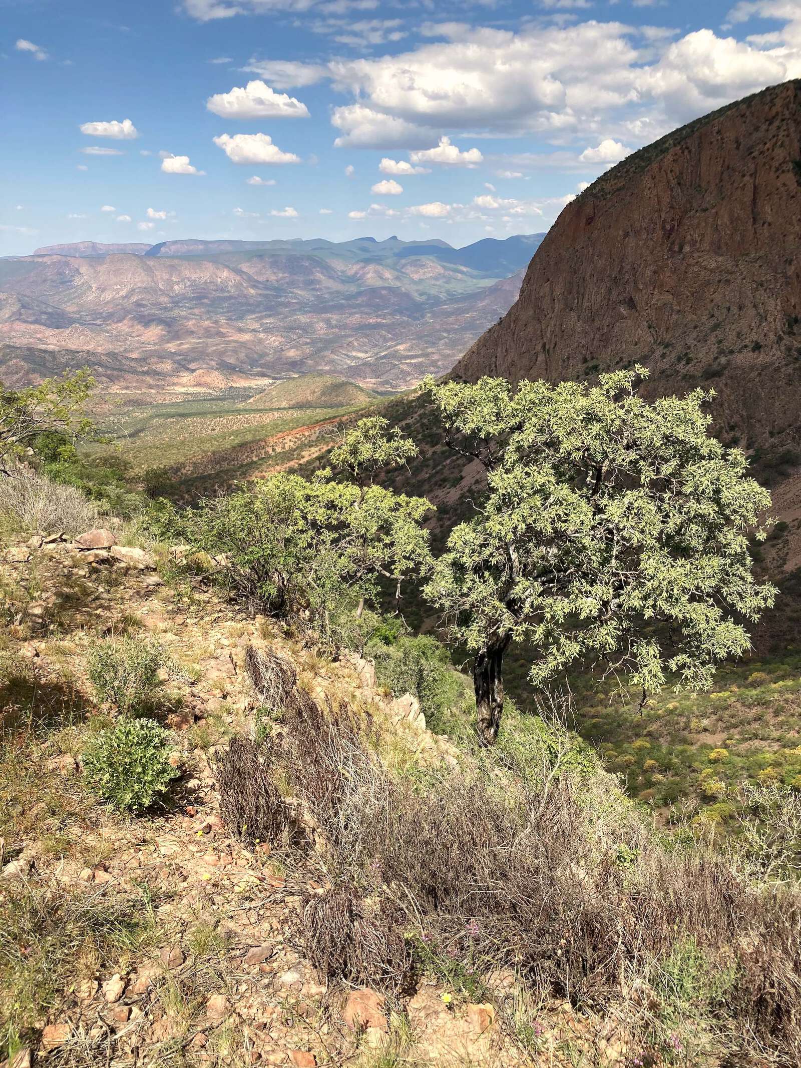 Unlocking the botanical secrets of the Kaokoveld mountains