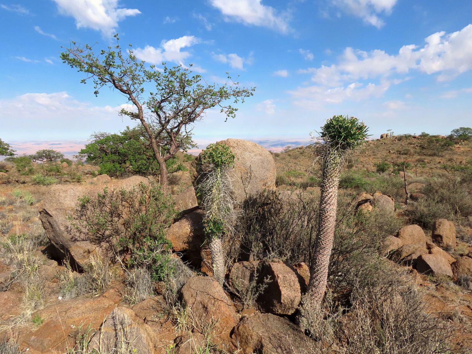 Unlocking the botanical secrets of the Kaokoveld mountains