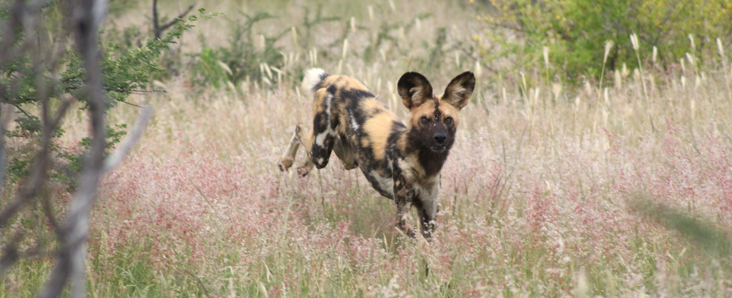 The future for conflict African Wild Dogs in Namibia.