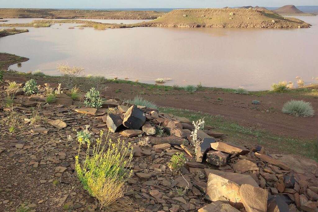 Uniquely Namibian: Namibia's Endemic and Near-Endemic Plants