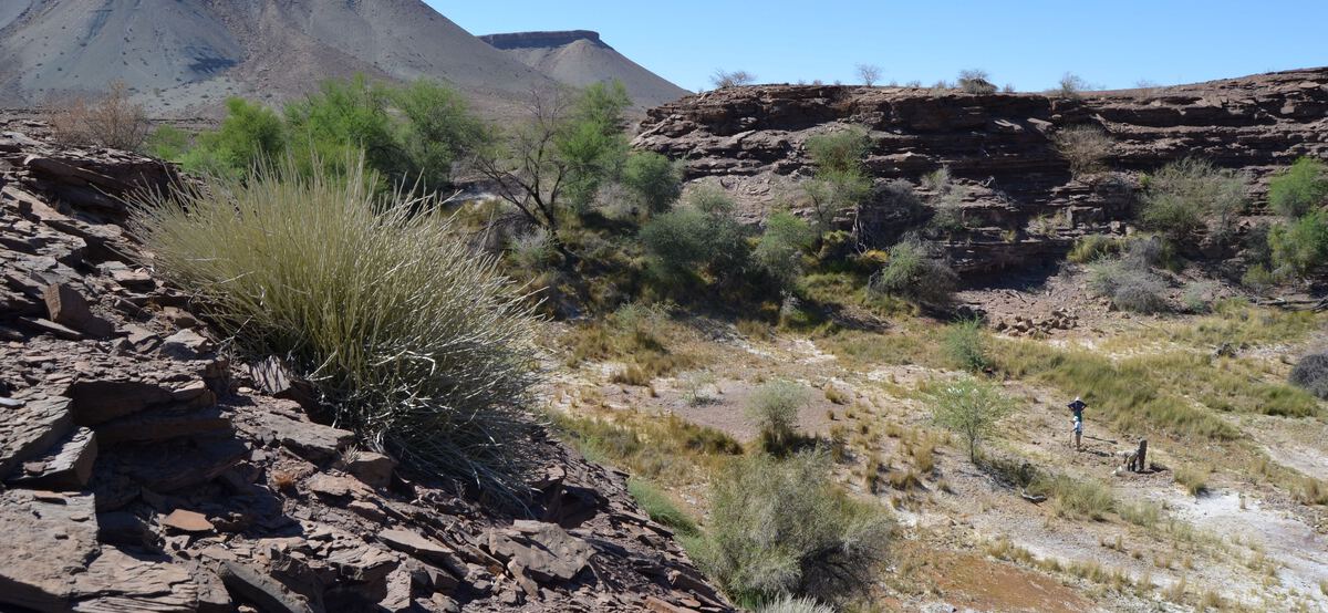 New plant species saved from the rising waters of Neckartal Dam