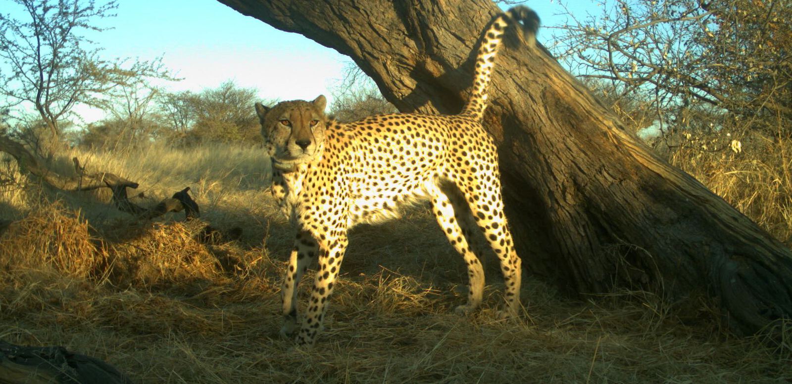 Teamwork and science enables coexistence between farmers and cheetahs