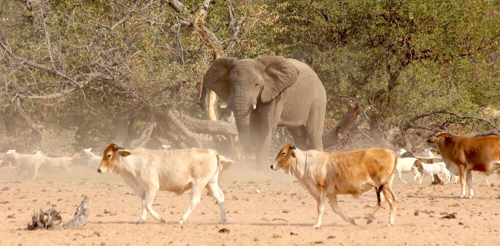 Factsheet: Namibian Communal Conservancies