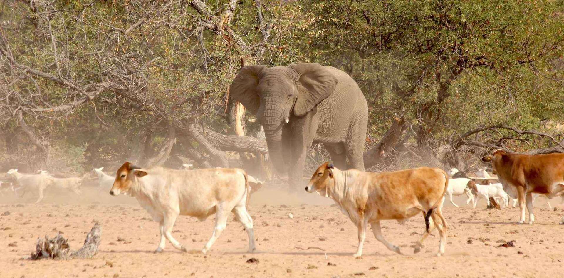 Factsheet: Namibian Communal Conservancies