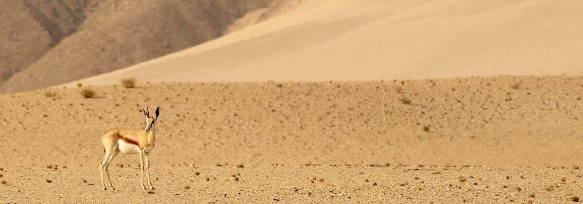 Special Publications on Namibian Conservation