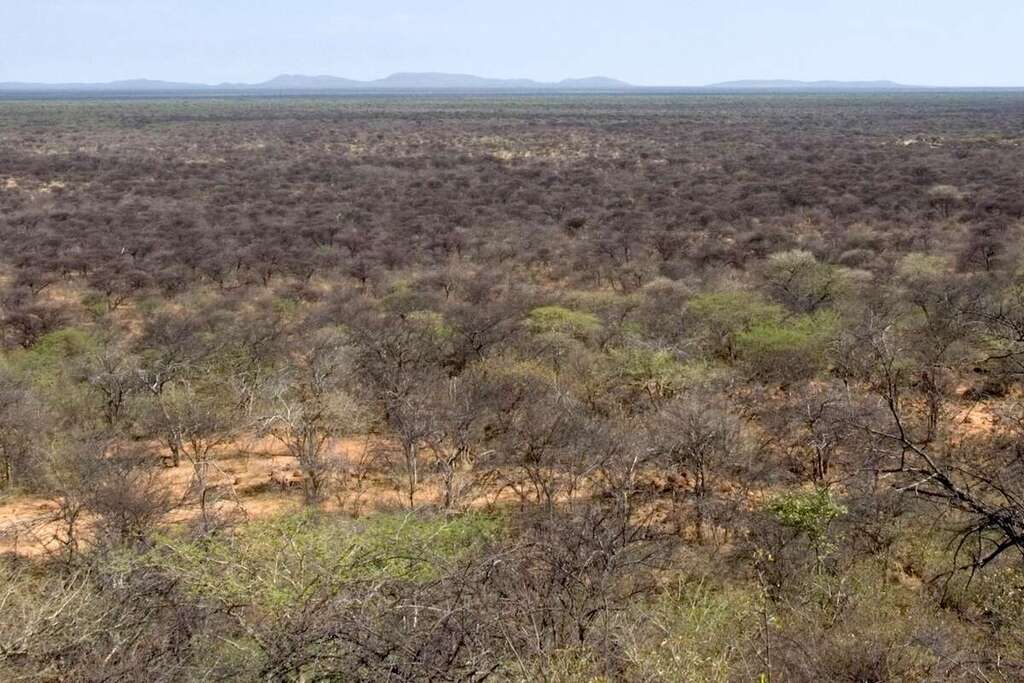 Uniquely Namibian: Namibia's Endemic and Near-Endemic Plants