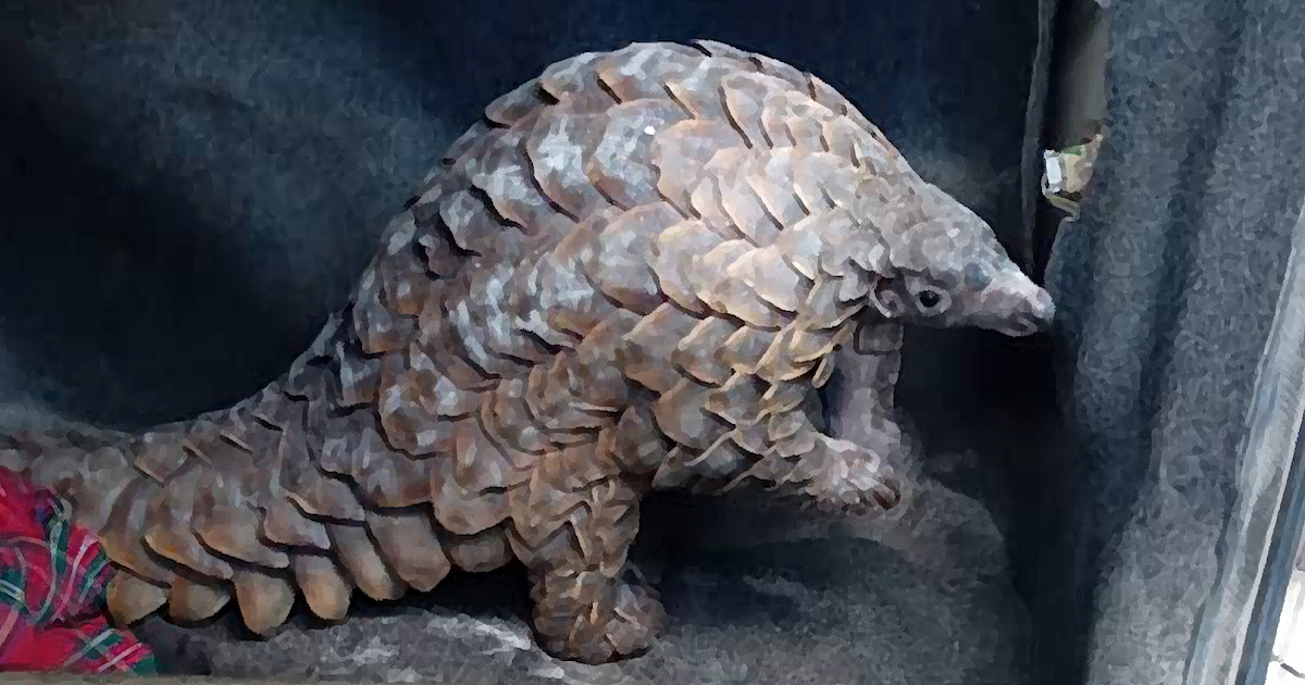 Powerful deterrents against wildlife crime