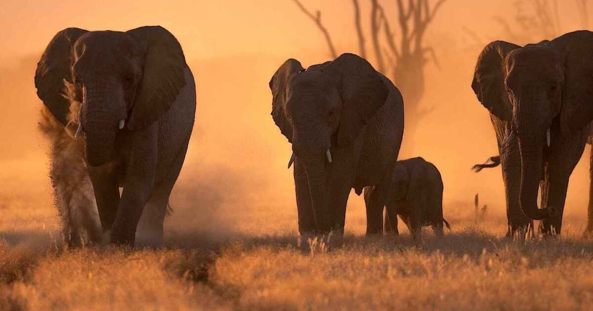 Guarding people and their elephants – How Community Elephant Guards are working towards coexistence