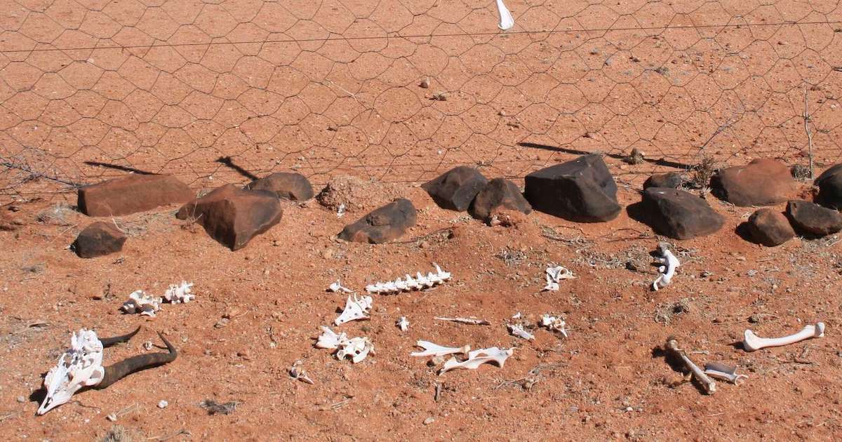 Livestock fences can be deadly traps for springbok in southern Namibia