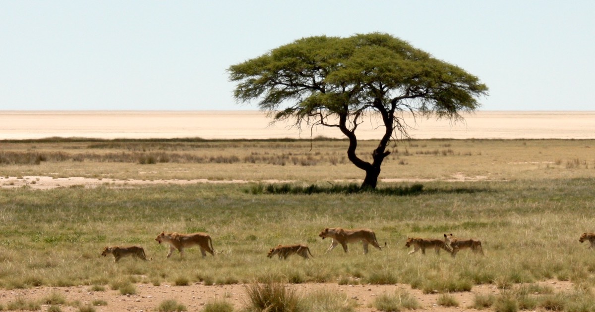 The Lions of Etosha: A Brief History